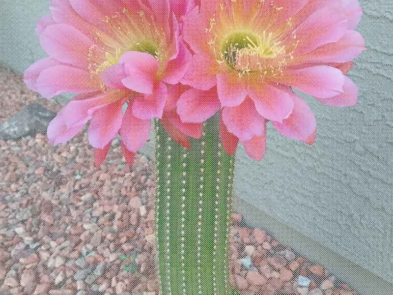 Cactus flower halftone photo engraved on black acrylic